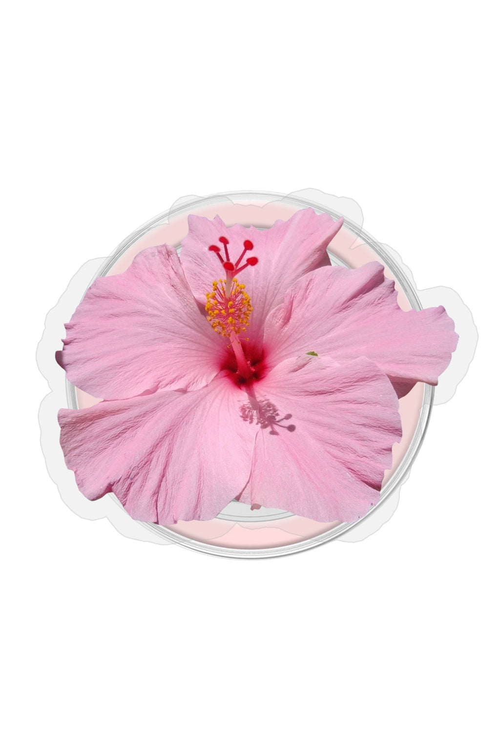 Island Princess MagSafe Grip Stand – MULTICUSTOMIZE
